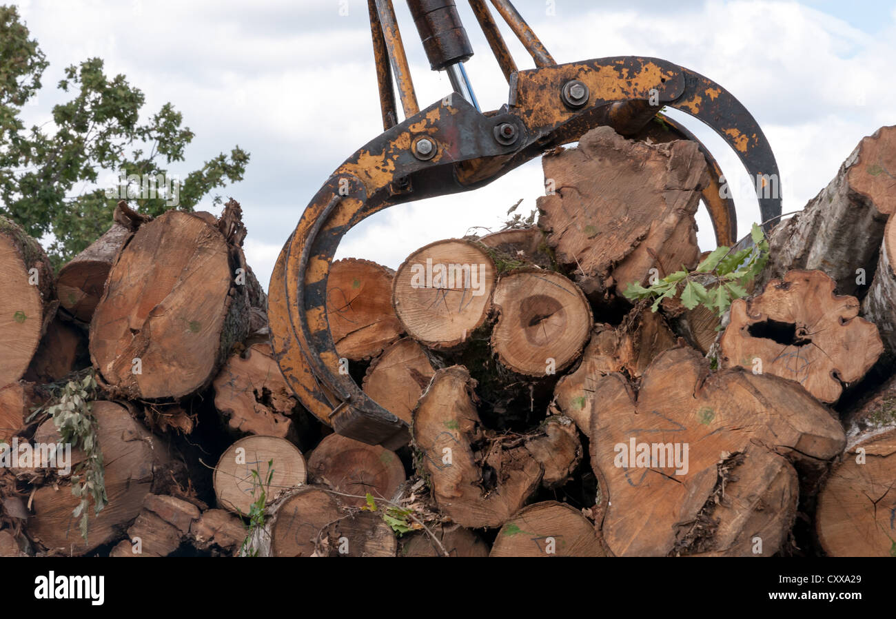 Loading of felled timber in a truck Stock Photo - Alamy