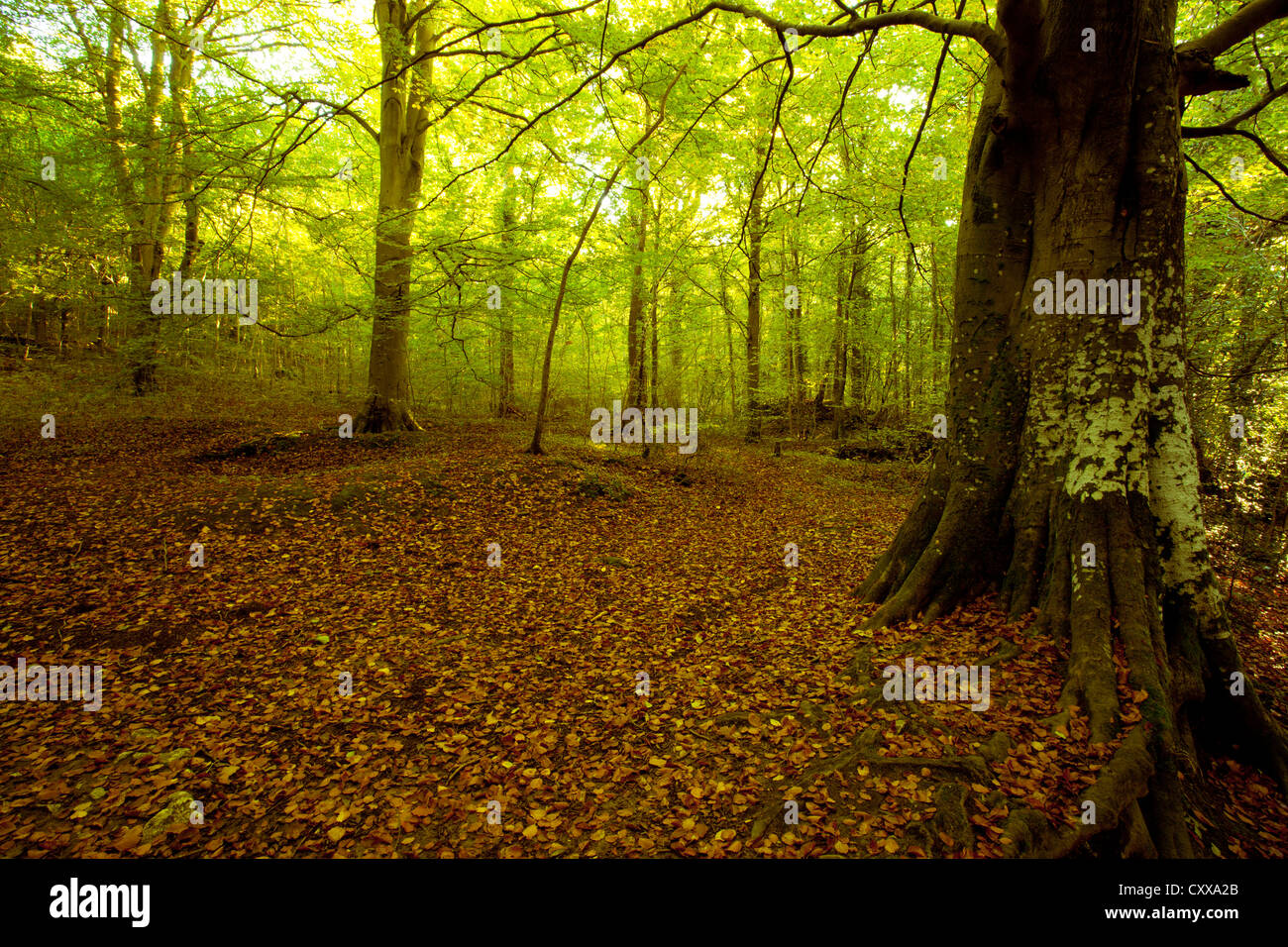 Woodland at Loggerheads Country Park part of the Clwydian Range in ...