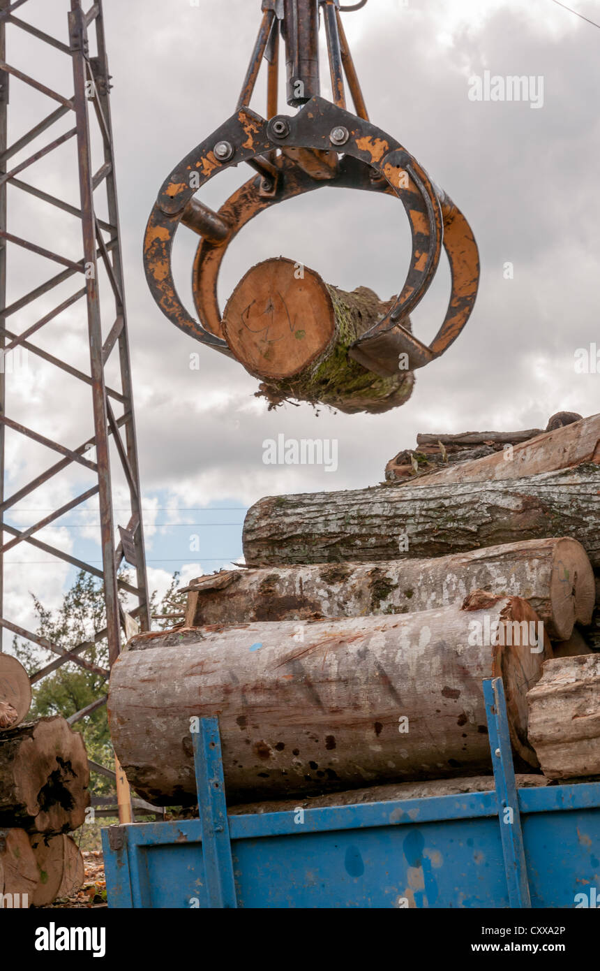 Loading of felled timber in a truck Stock Photo - Alamy