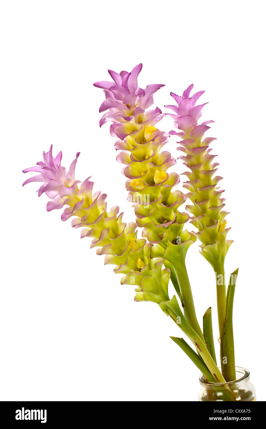 siam tulip flower or Patumma on white background Stock Photo - Alamy