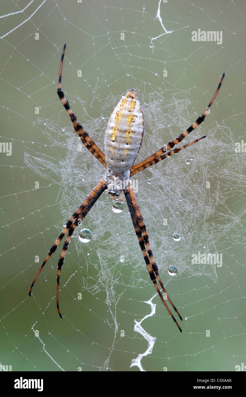 Dewy Banded Argiope Spider Argiope trifasciata on it's web Michigan USA ...