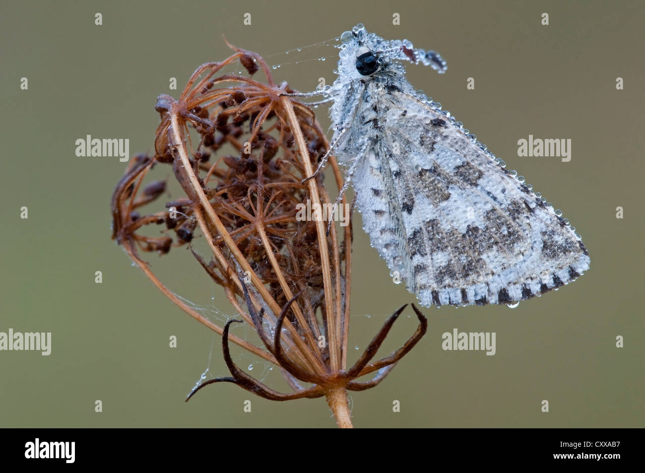 Dewy Common Checkered-Skipper Butterfly (Pyrgus communis) Wild Carrot ...