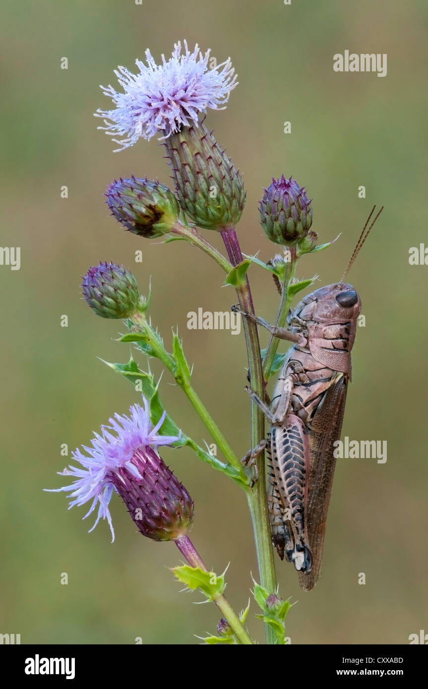 Food chain pyramid hi-res stock photography and images - Alamy