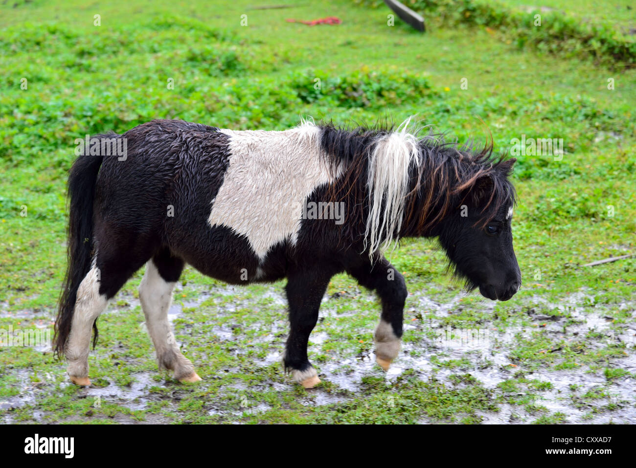 Walking a long horse hi-res stock photography and images - Alamy