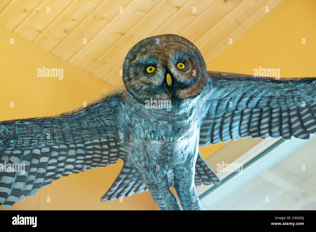 Owl on display hi-res stock photography and images - Alamy