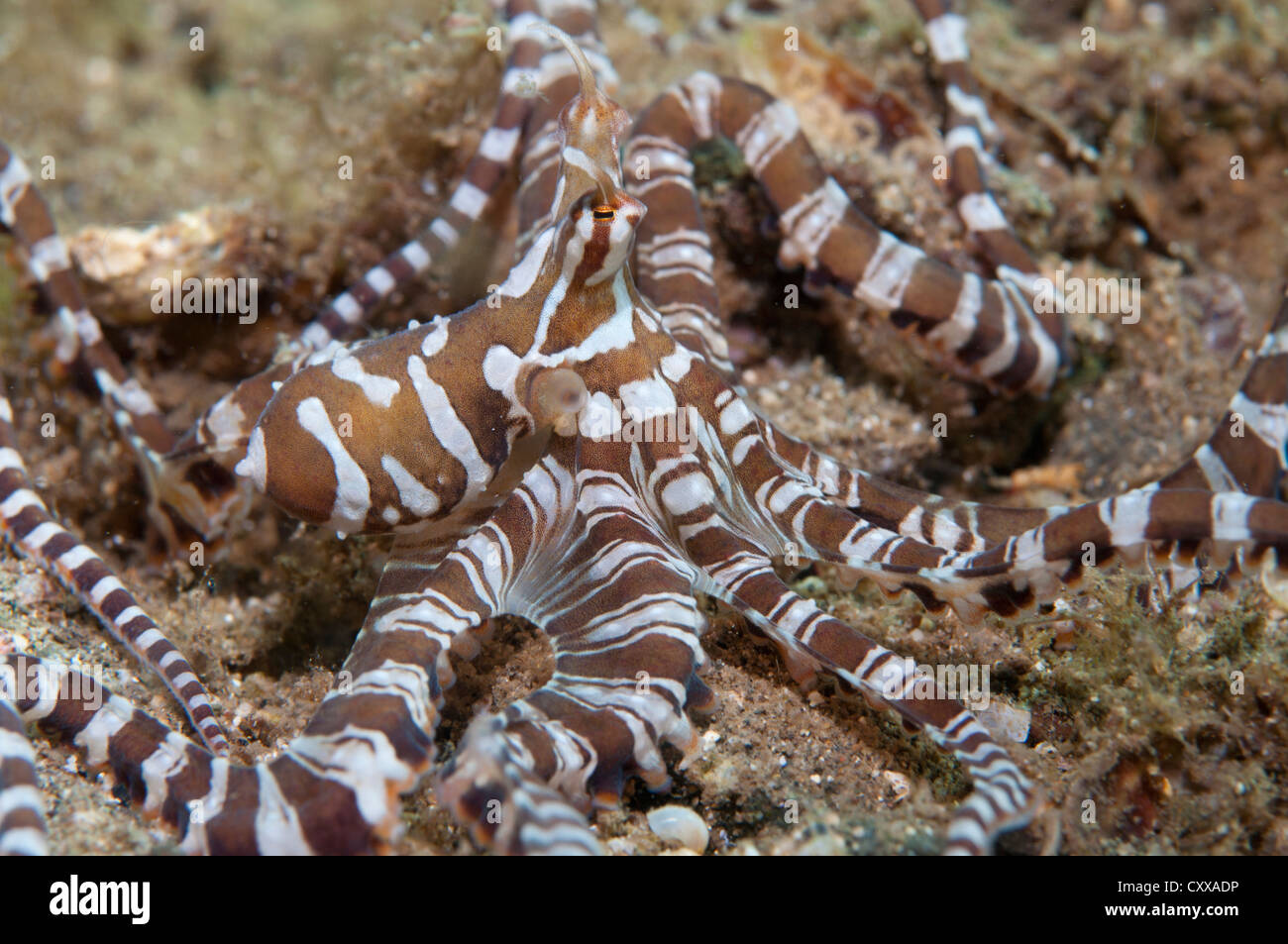 Wonderpus or Wunderpus on the sand, Wunderpus photogenicus, Bima Bay ...