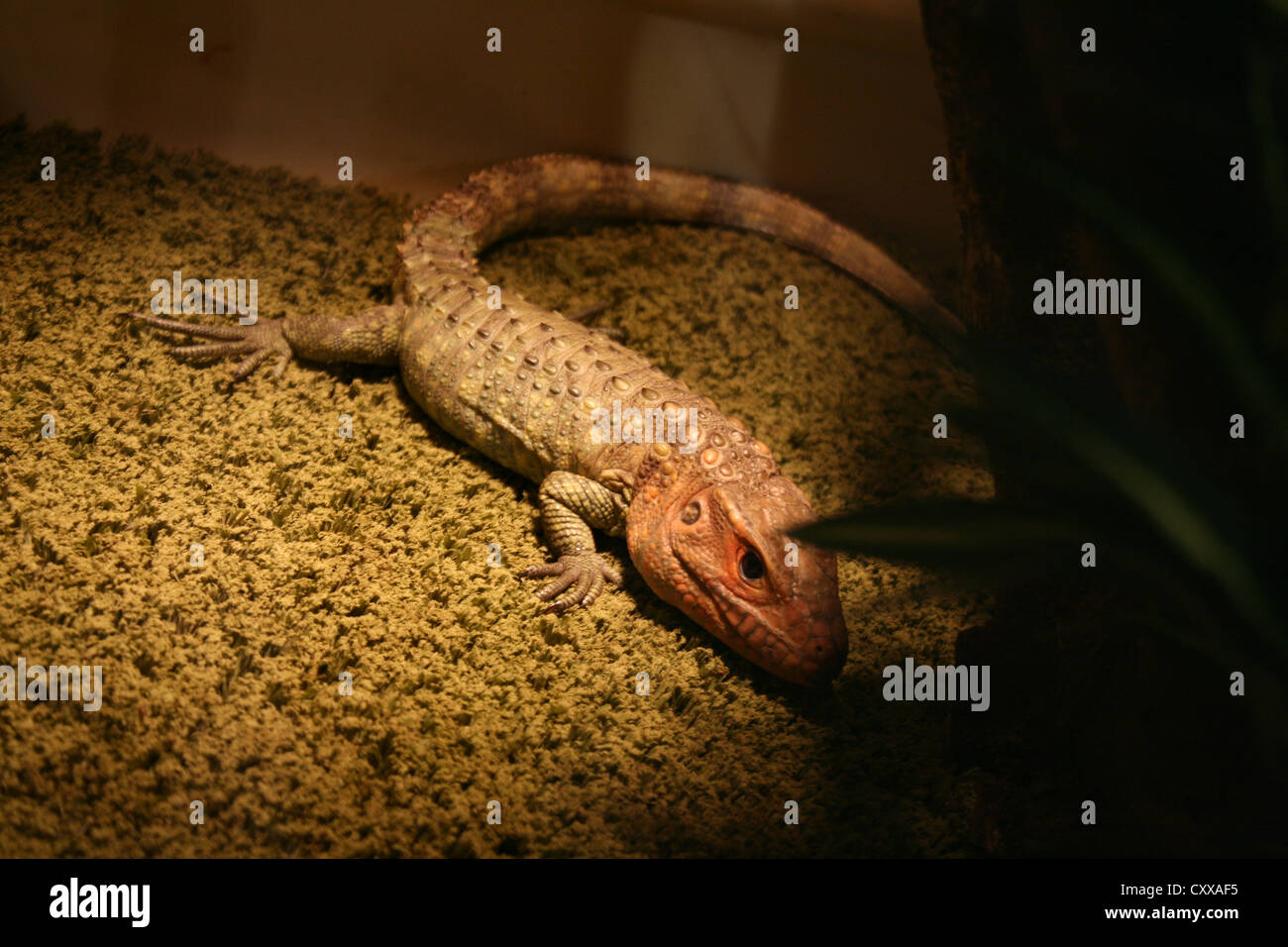 Moonlit wildlife hi-res stock photography and images - Alamy