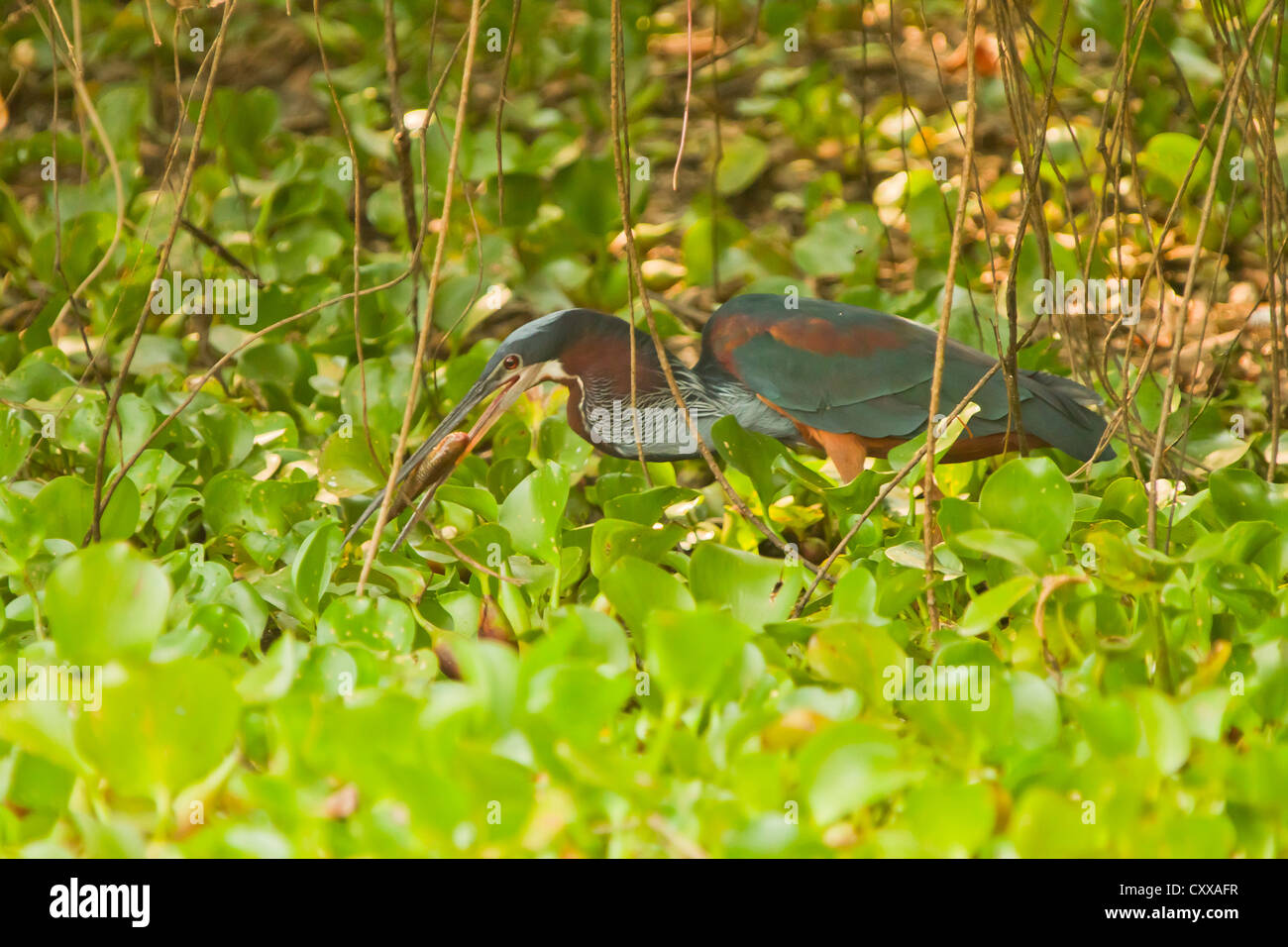Agami bird hi-res stock photography and images - Alamy