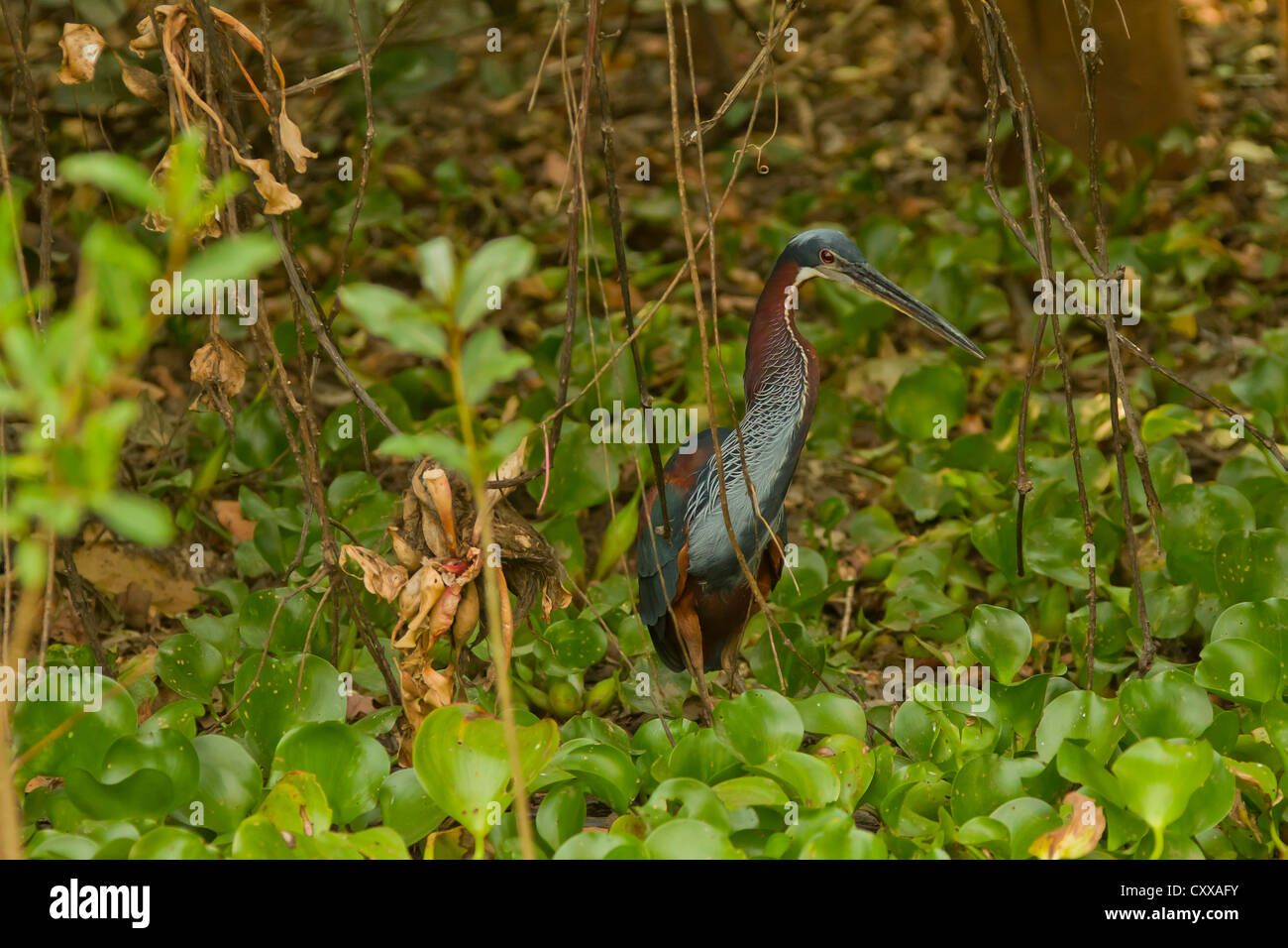 Agami bird hi-res stock photography and images - Alamy