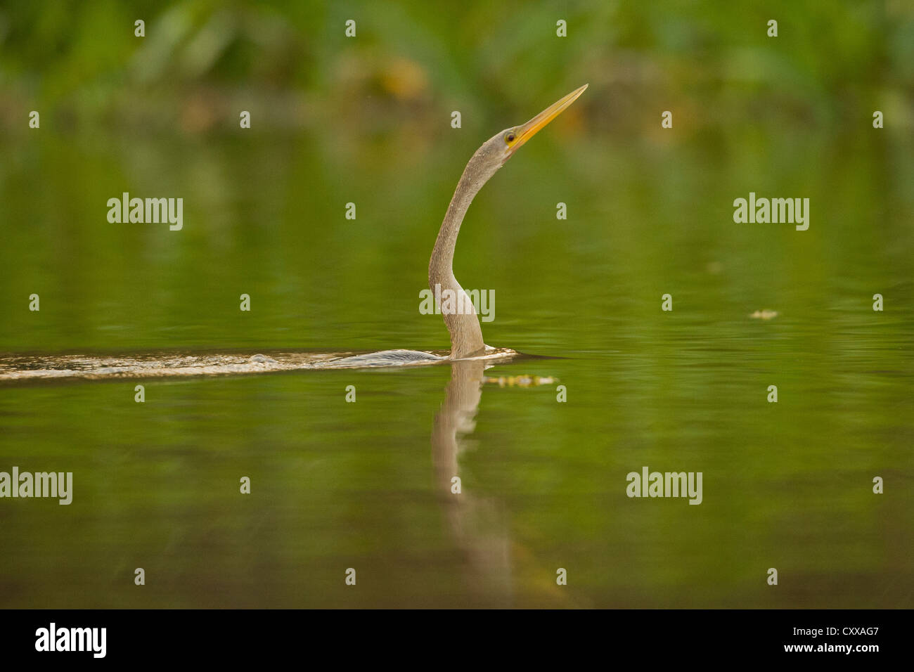 Anhinga (Anhinga anhinga) swimming Stock Photo - Alamy
