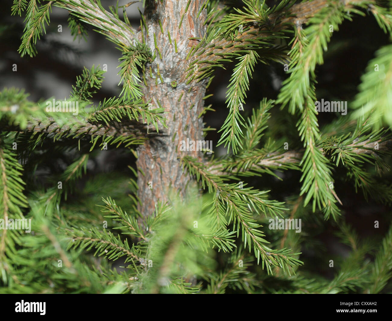 Pine tree background *close up Stock Photo - Alamy
