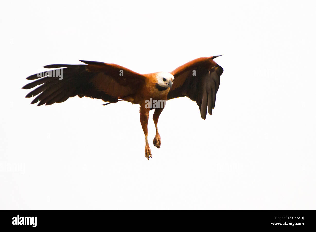 Black collared hawk busarellus nigricollis in flight hi-res stock ...
