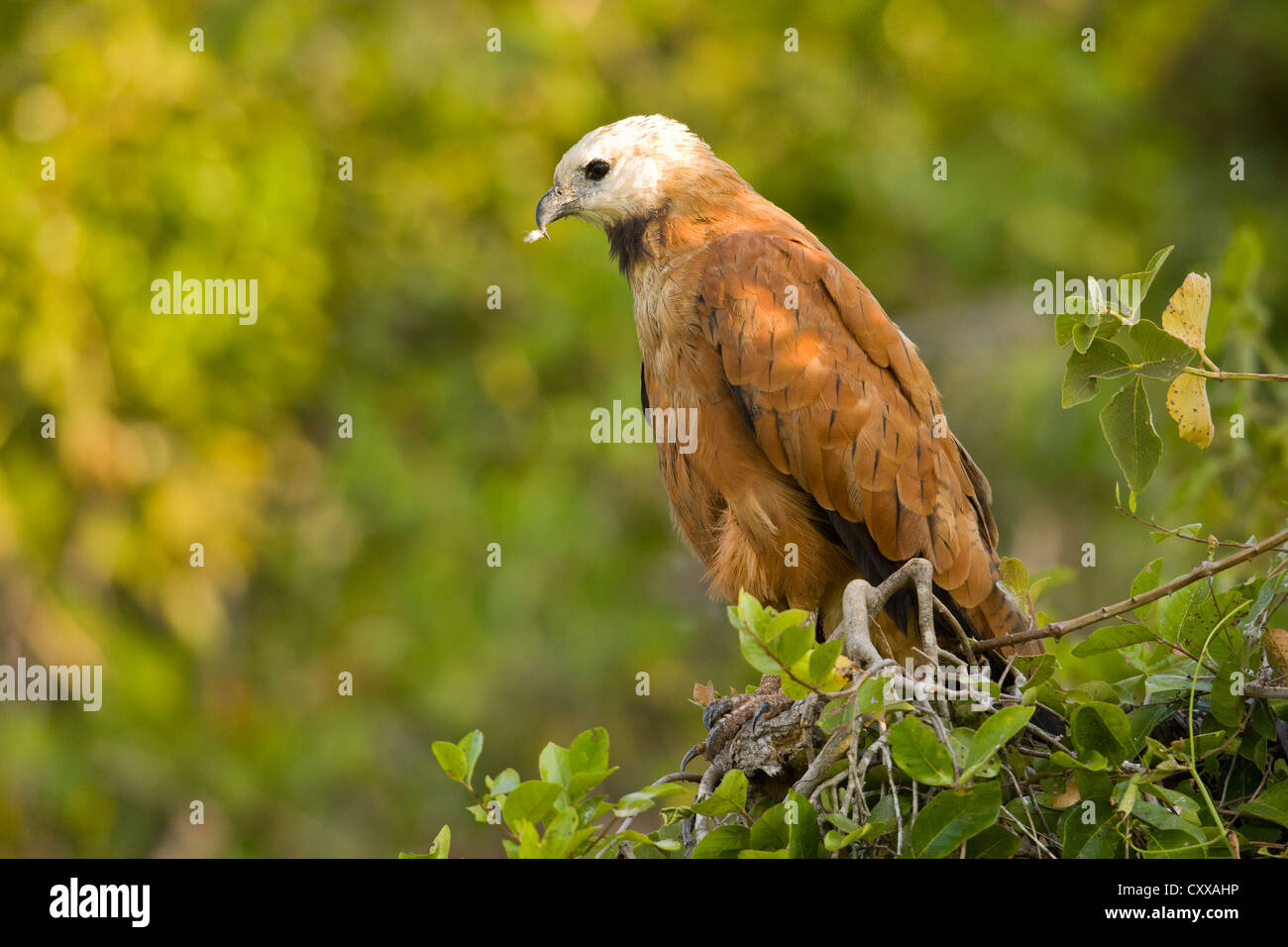 Black-collared Hawk (Busarellus nigricollis Stock Photo - Alamy