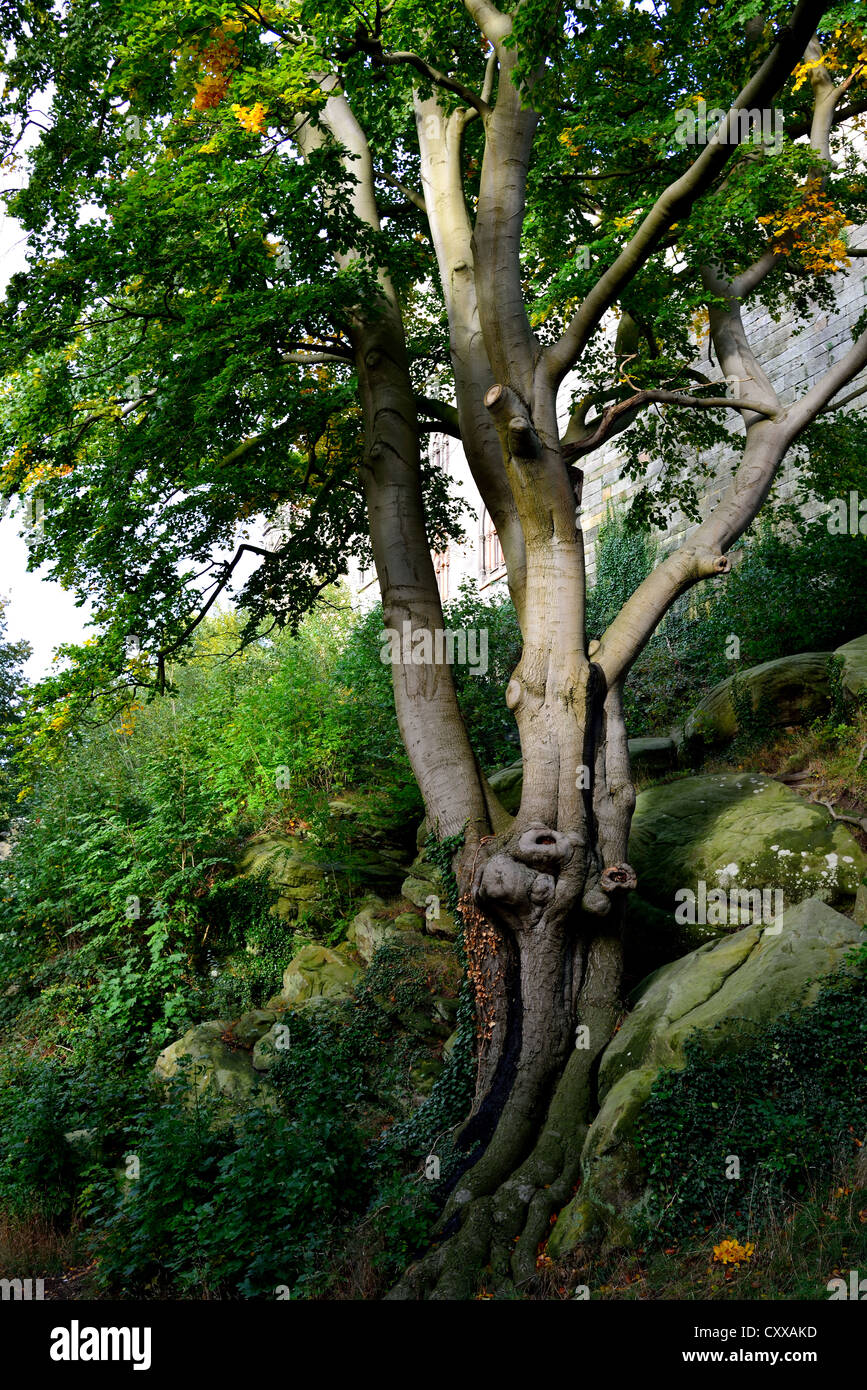 A big tree in the back of the medieval Bentheim castle. Bad Bentheim ...