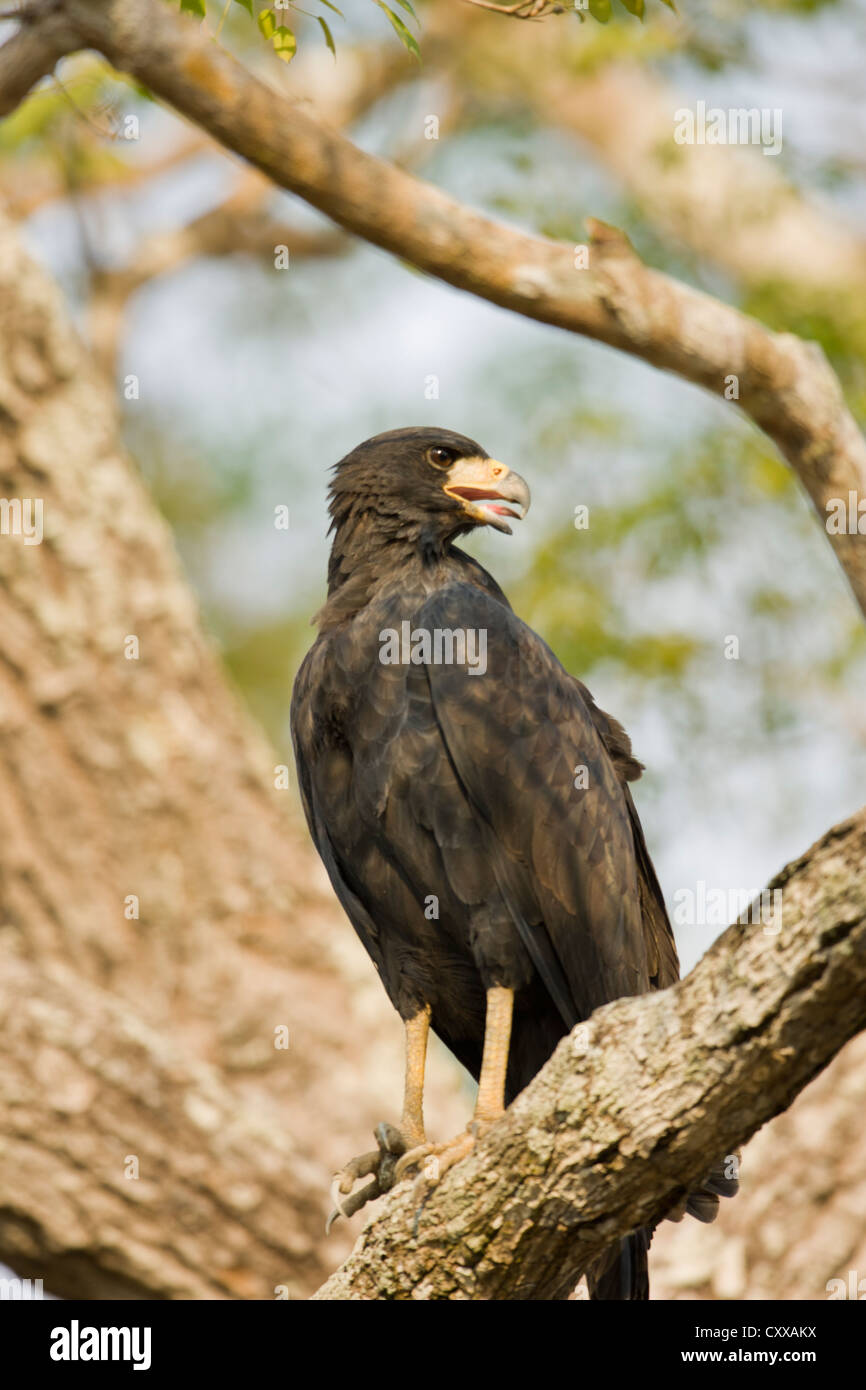 Great Black Hawk (Buteogallus urubitinga Stock Photo - Alamy