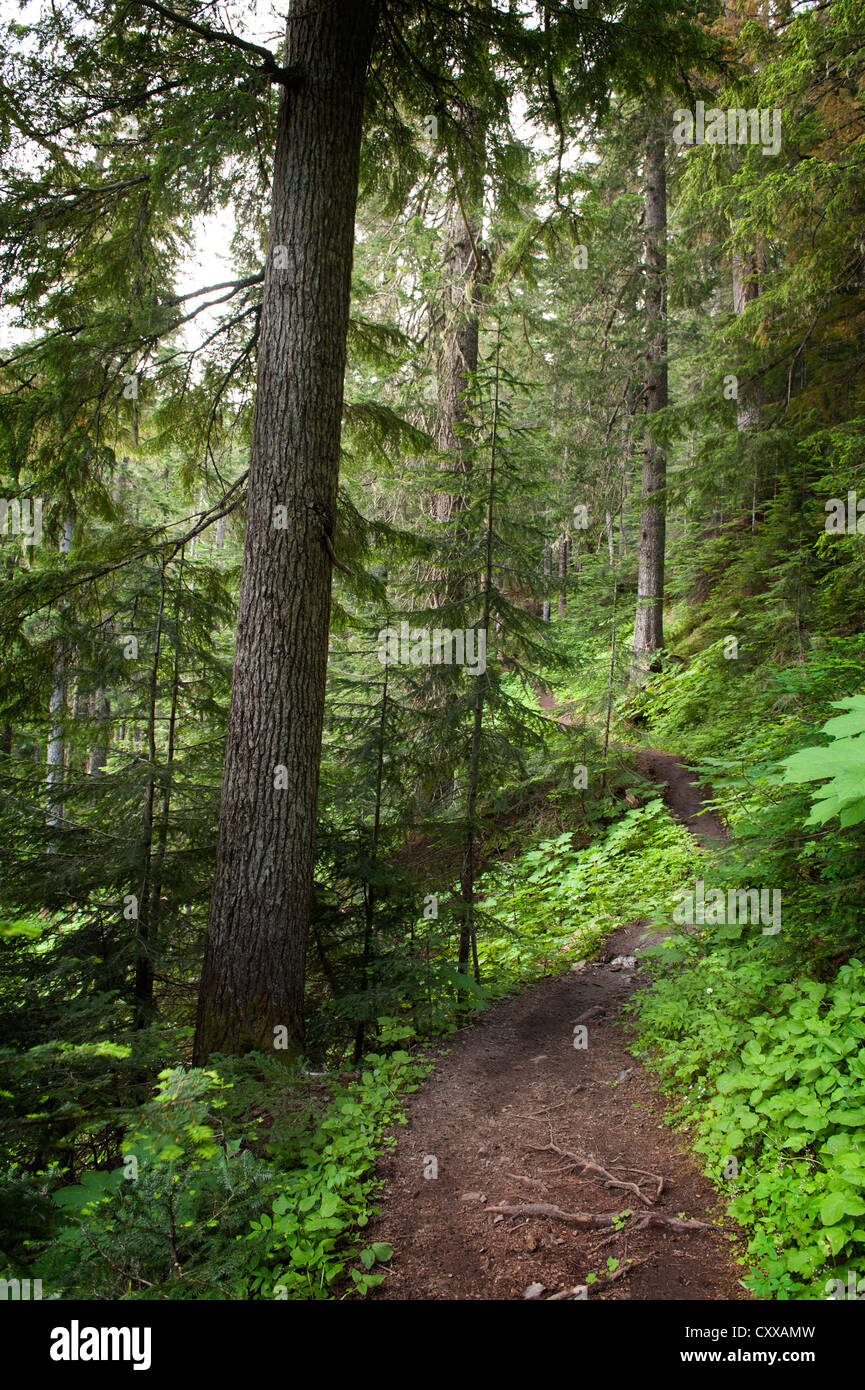 The Heliotrope Ridge Trail in the Mt. Baker National Forest is lush ...