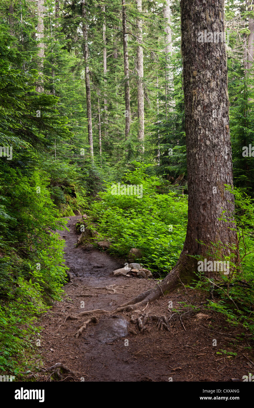The Heliotrope Ridge Trail in the Mt. Baker National Forest is lush ...
