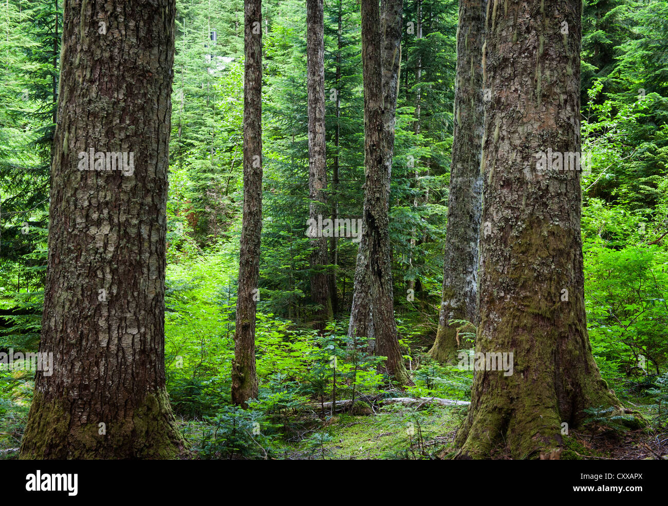The Heliotrope Ridge Trail in the Mt. Baker National Forest is lush ...