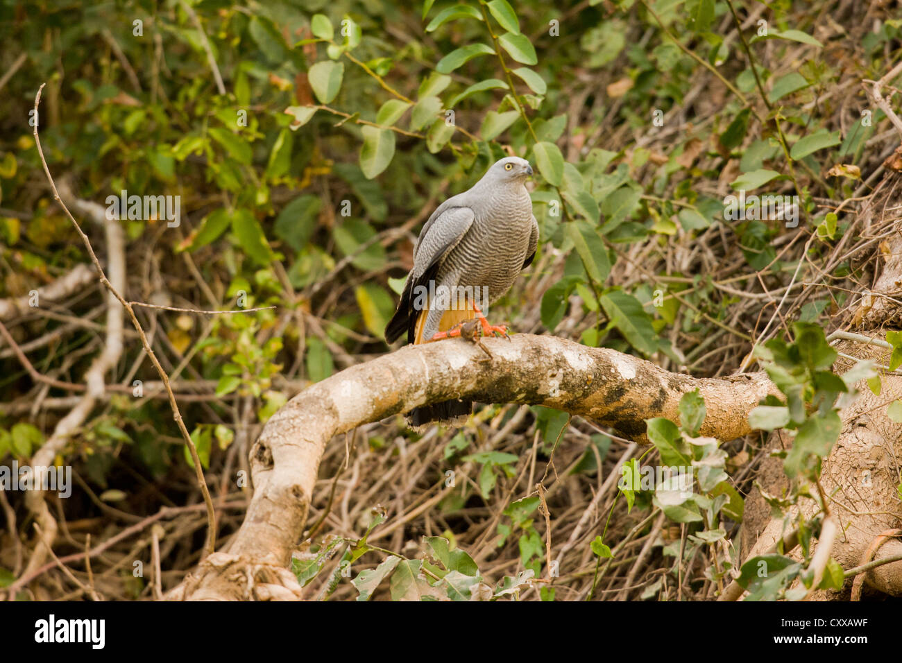 Crane Hawk (Geranospiza caerulescans Stock Photo - Alamy