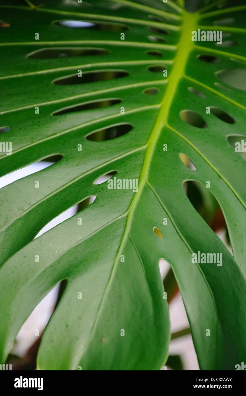 Cheese plant leaf - Monstera deliciosa Stock Photo - Alamy