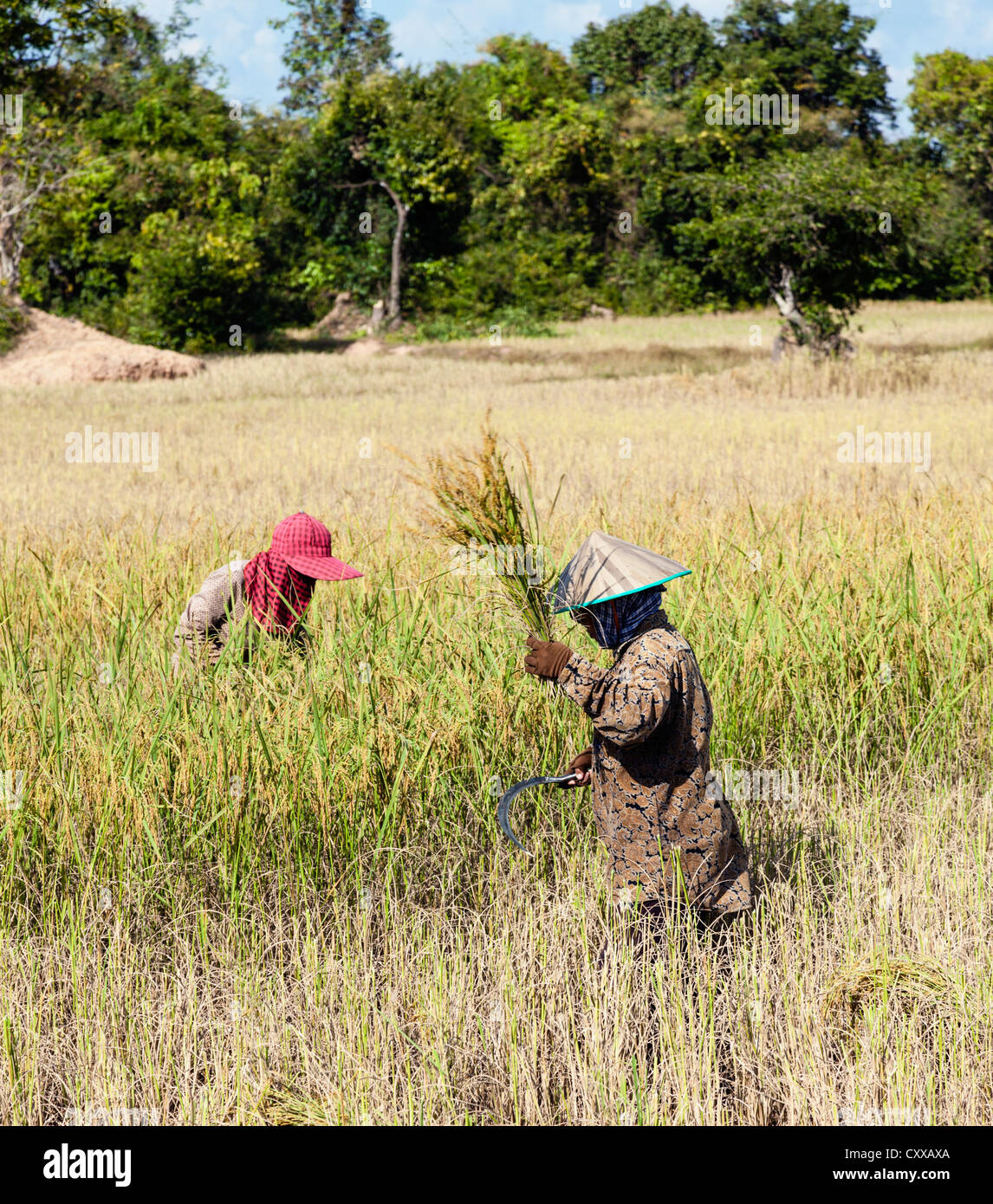 Rice harvest cambodia hi-res stock photography and images - Alamy