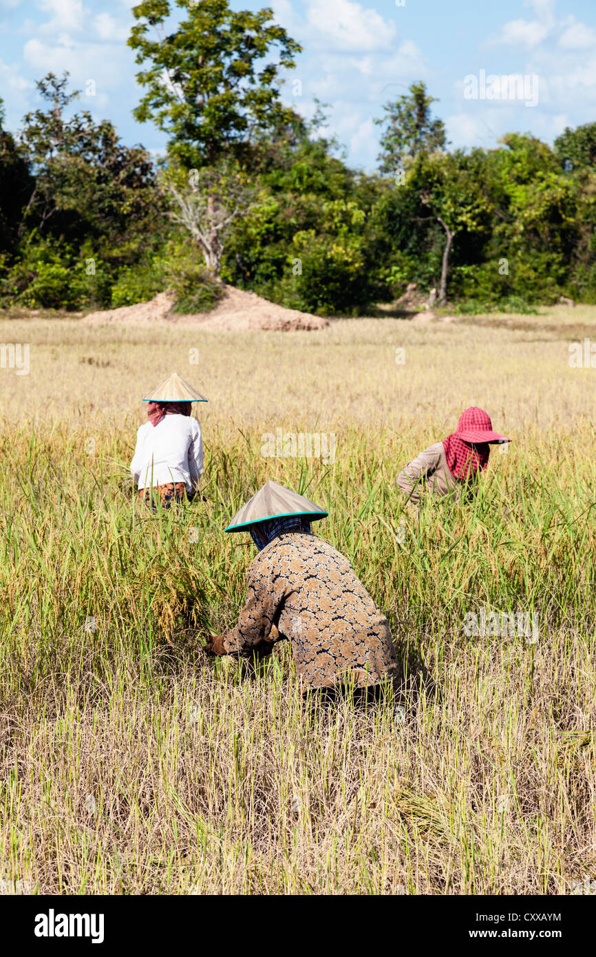 Rice field siem reap hi-res stock photography and images - Alamy