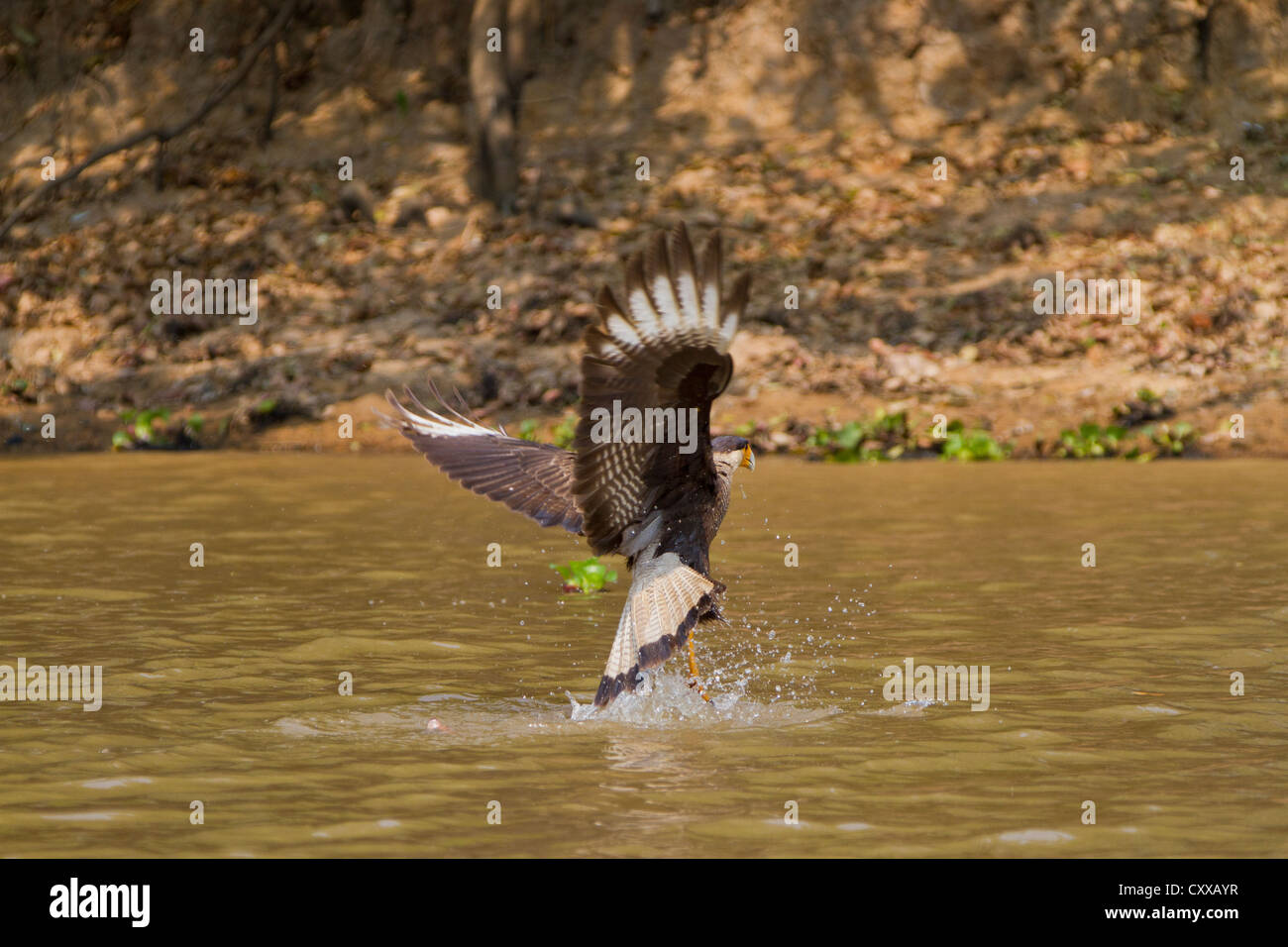 Southern Crested Caracara (Caracara plancus) catching a fish Stock ...
