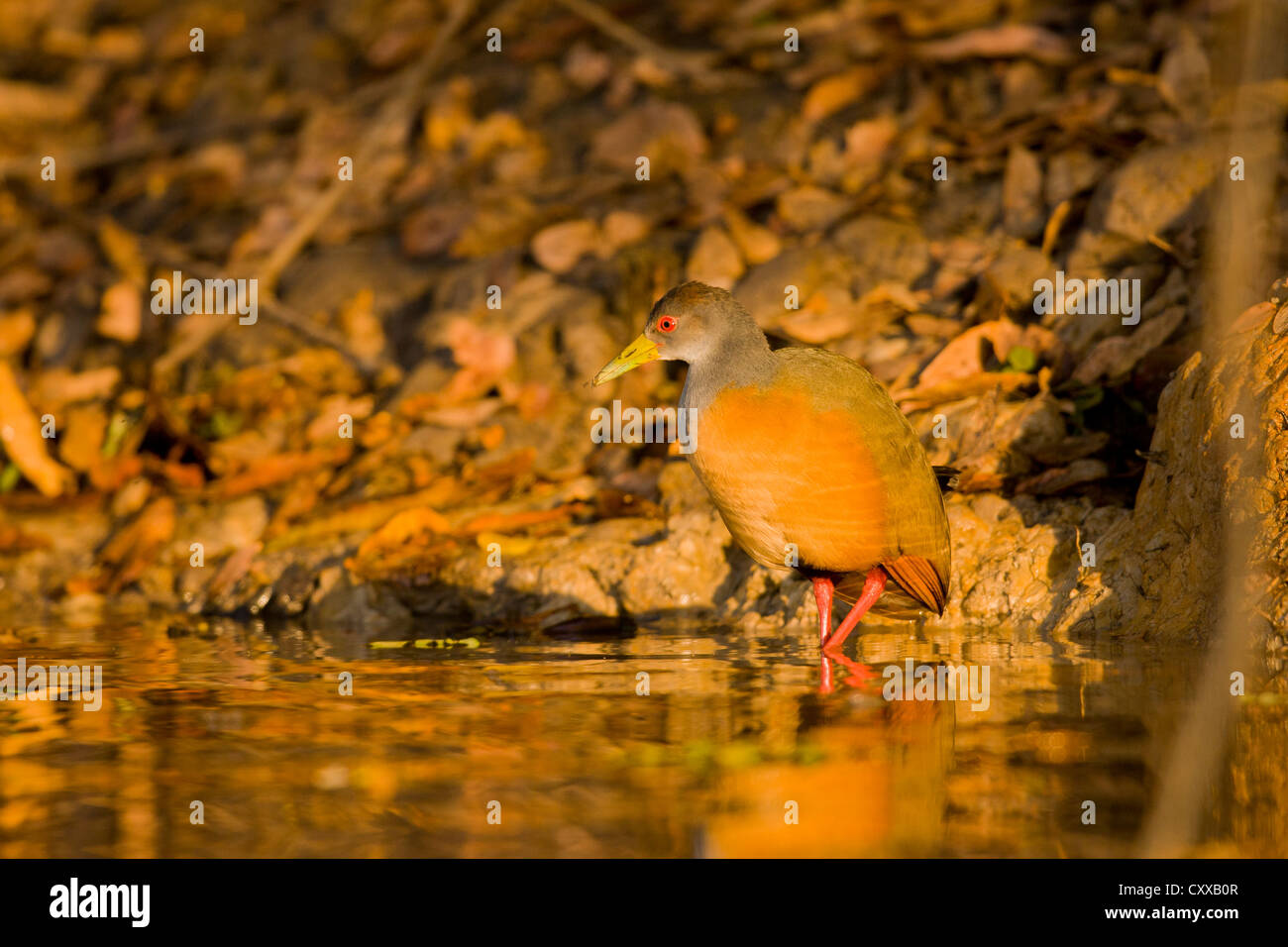 Gray-necked Wood Rail (Aramides cajanea Stock Photo - Alamy