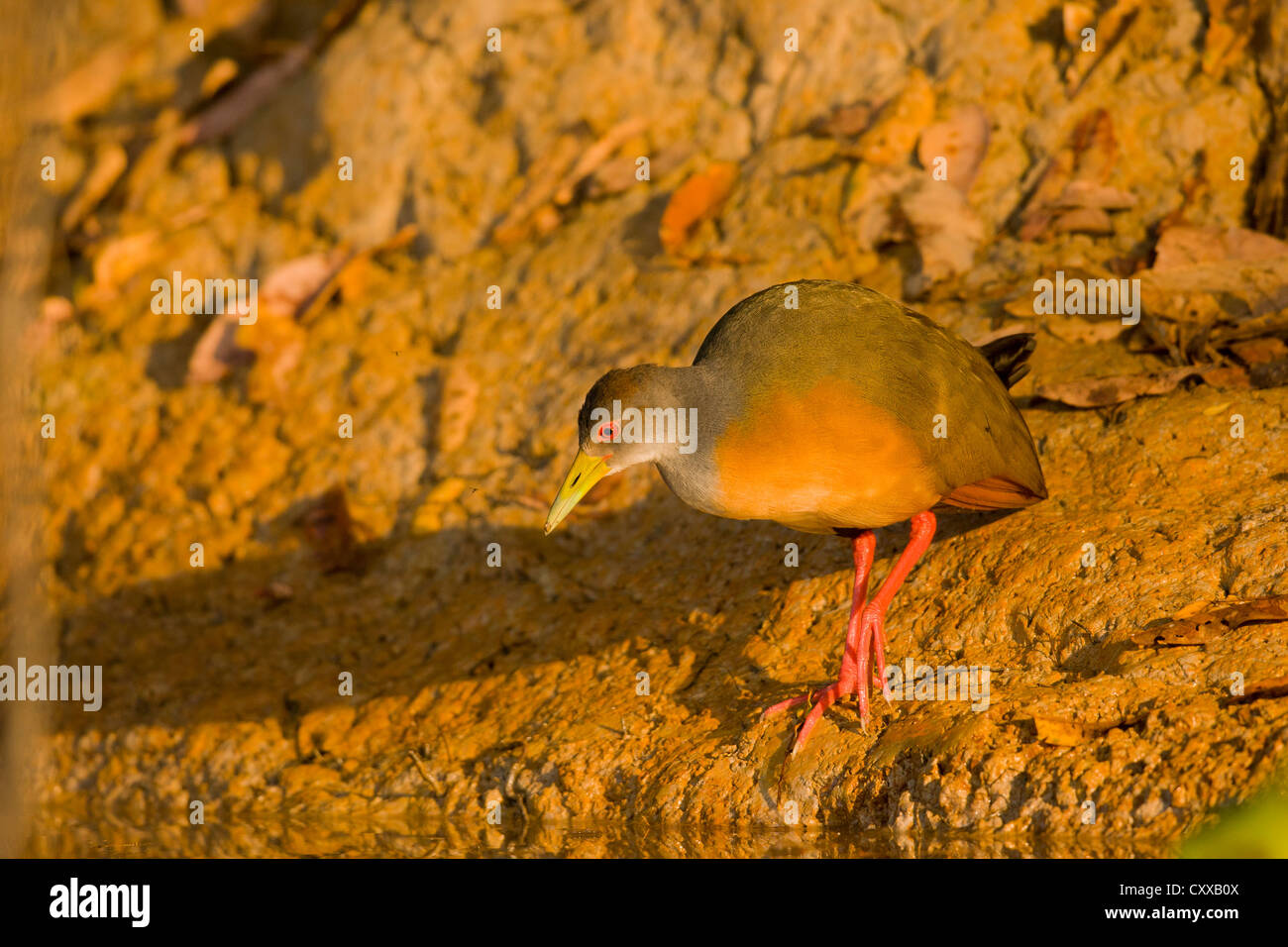 Gray-necked Wood Rail (Aramides cajanea Stock Photo - Alamy