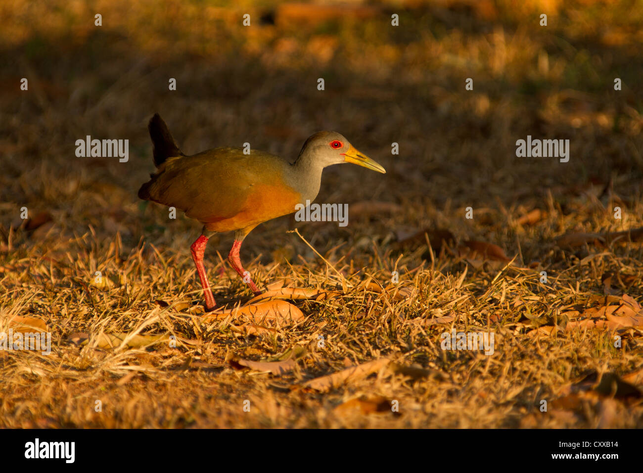 Gray-necked Wood Rail (Aramides cajanea Stock Photo - Alamy