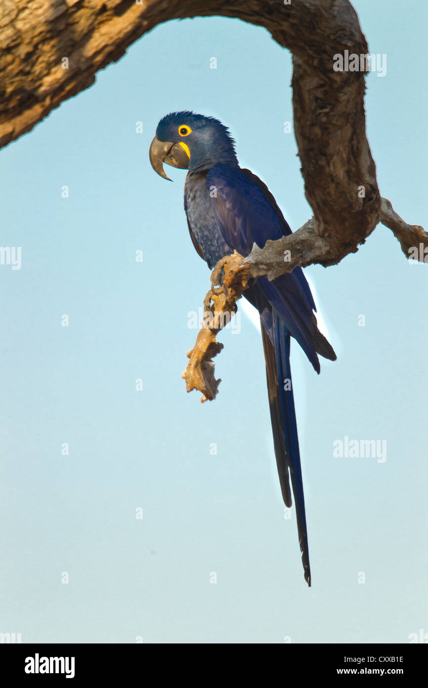 Anodorhynchus hyacinthinus hi-res stock photography and images - Alamy