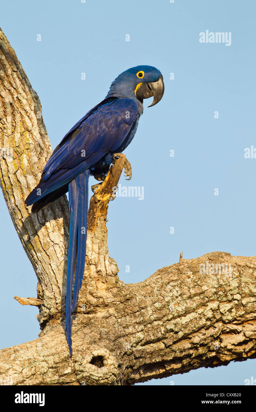 Hyacinth Macaw (Anodorhynchus hyacinthinus Stock Photo - Alamy