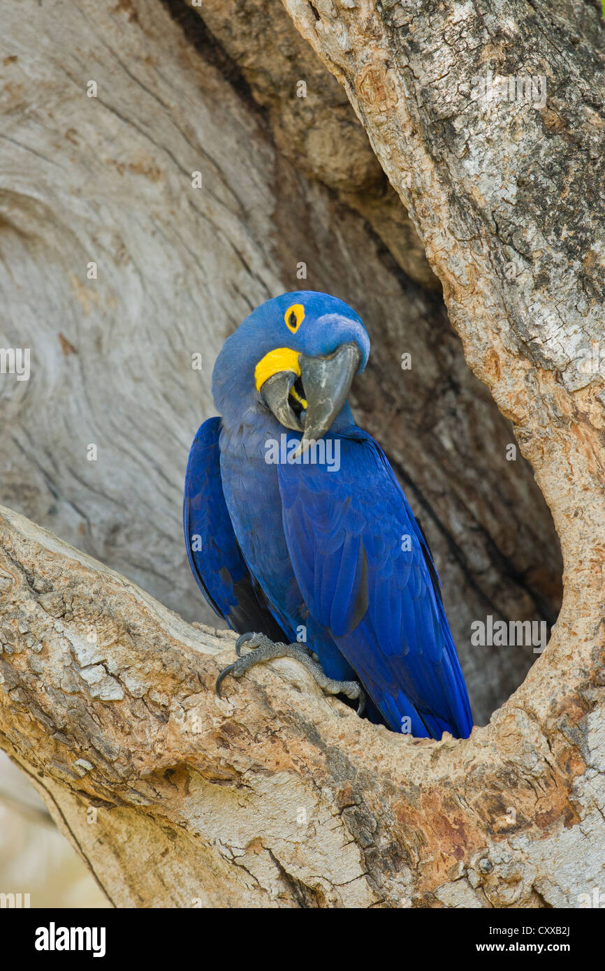 Hyacinth Macaw (Anodorhynchus hyacinthinus Stock Photo - Alamy