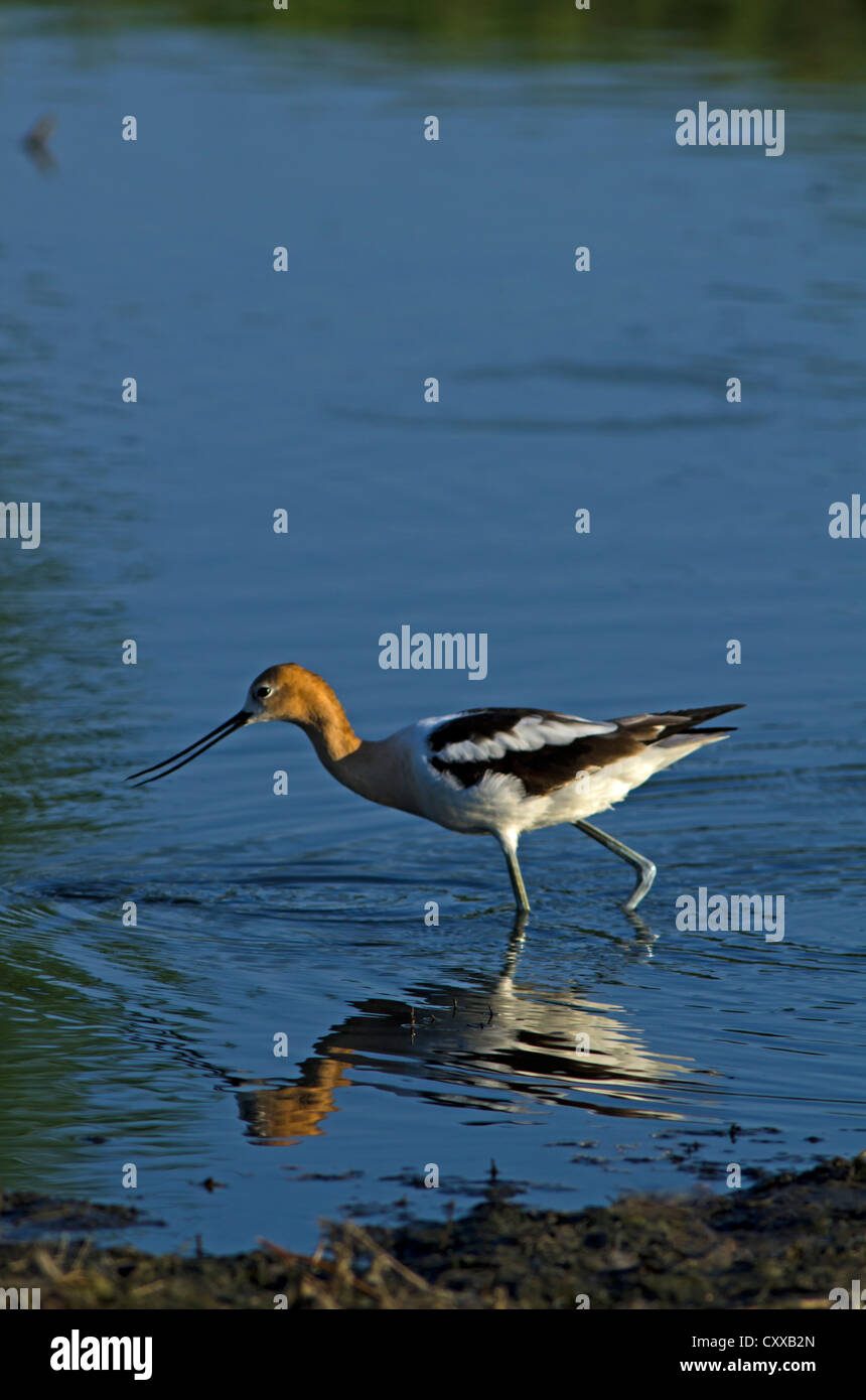 American Avocet (Recurvirostra americana) wading for aquatic insects ...