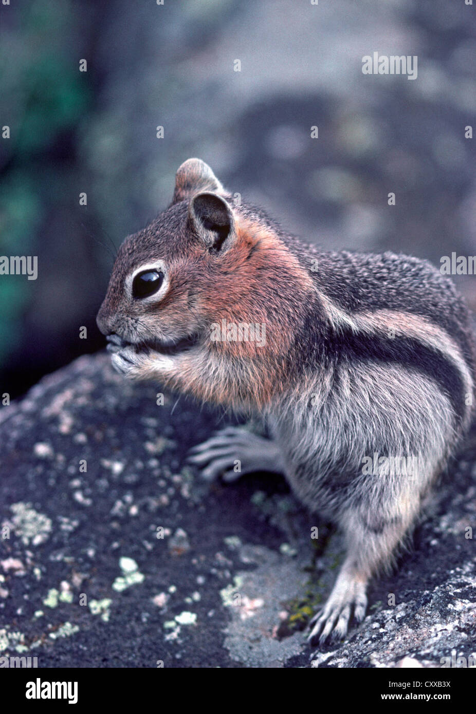 Golden- Mantled ground squirrel (Spermophilus lateralis), Wyoming US ...