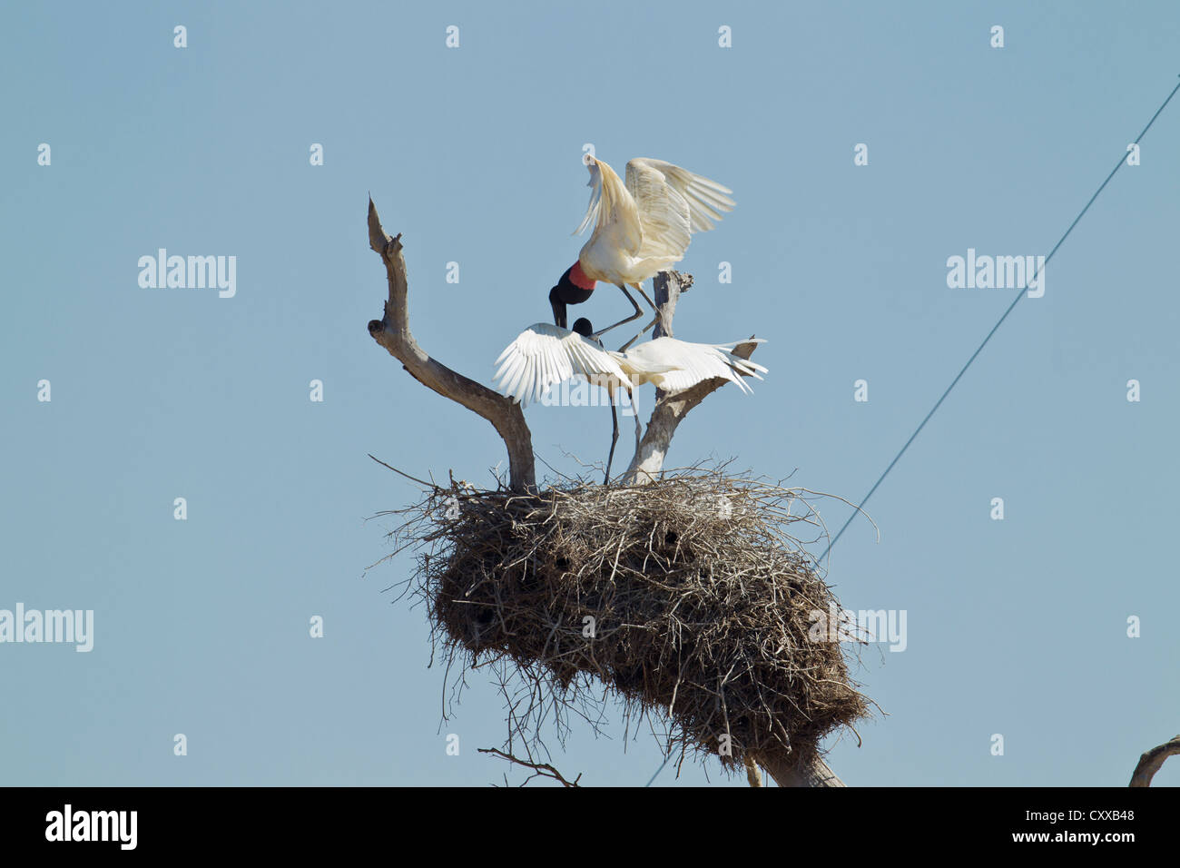 Nesting jabiru hi-res stock photography and images - Alamy