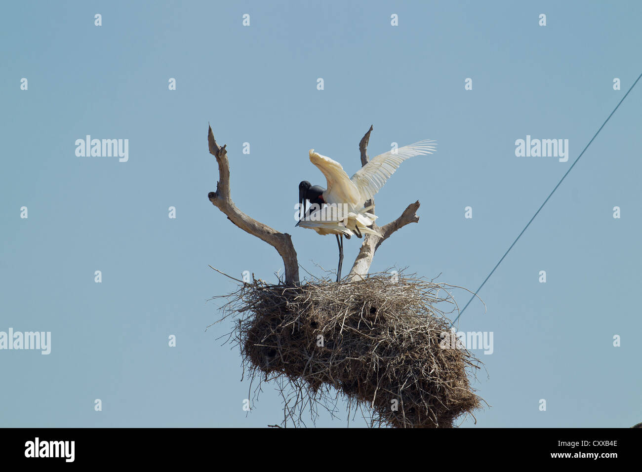 Jabiru (Jabiru mycteria) mating Stock Photo - Alamy