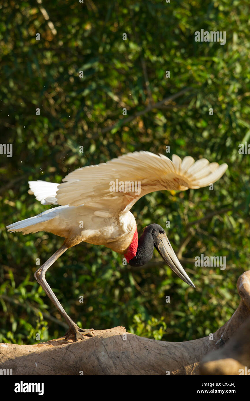 Jabiru (Jabiru mycteria Stock Photo - Alamy