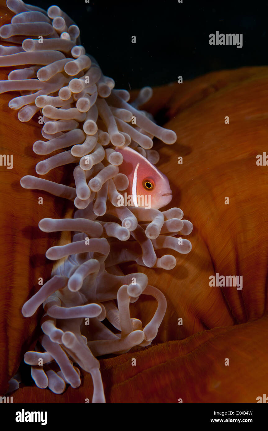 A pink anemonefish, Amphiprion perideraion, swims in a magnificent ...