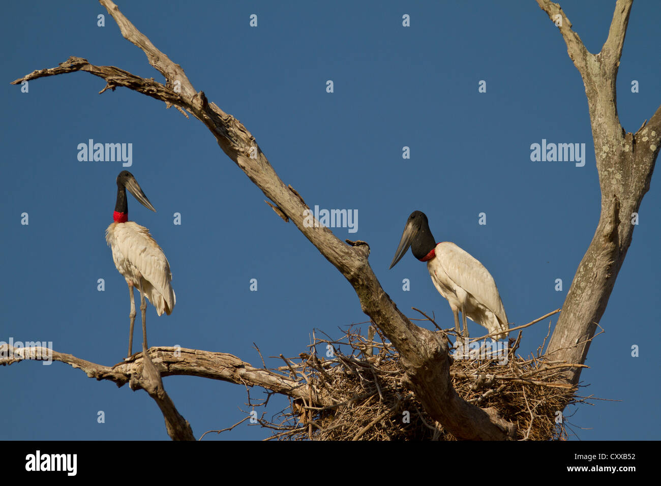 Jabiru (Jabiru mycteria) pair at nest Stock Photo - Alamy