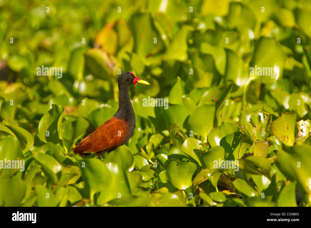 Wattled Jacana (Jacana jacana Stock Photo - Alamy
