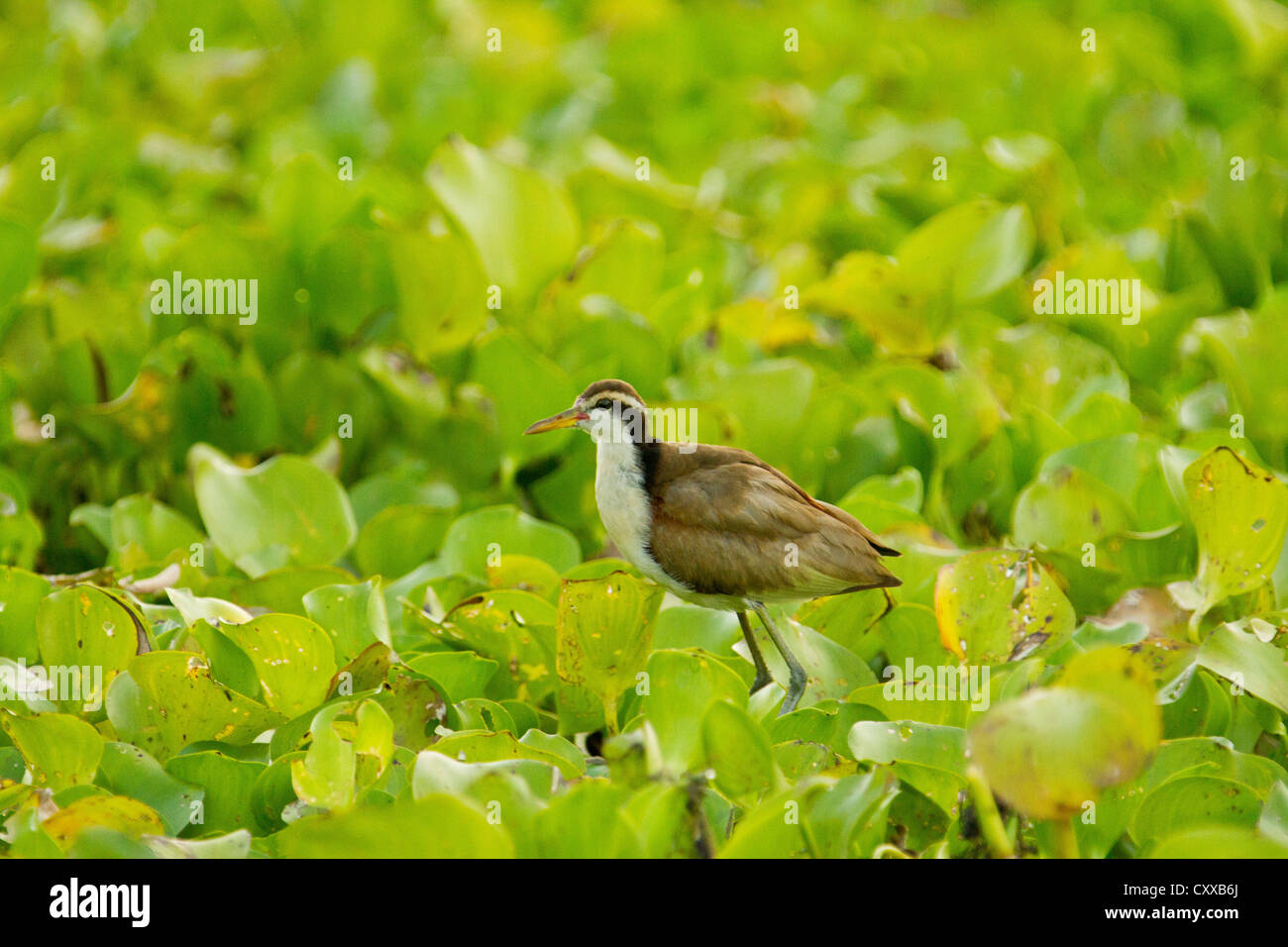 Wattled Jacana (Jacana jacana) , juvenile Stock Photo - Alamy