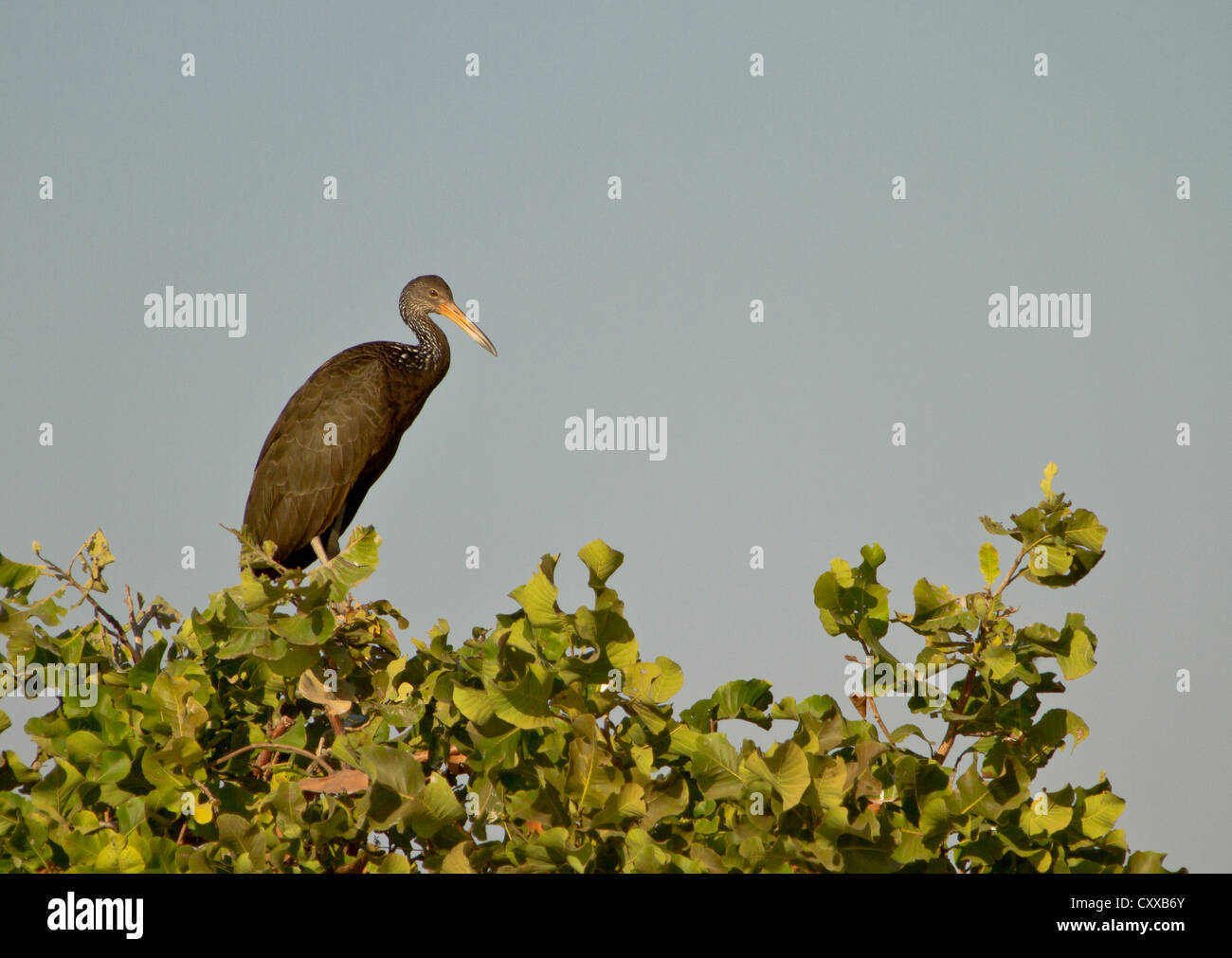 Limpkin (Aramus guarauna Stock Photo - Alamy