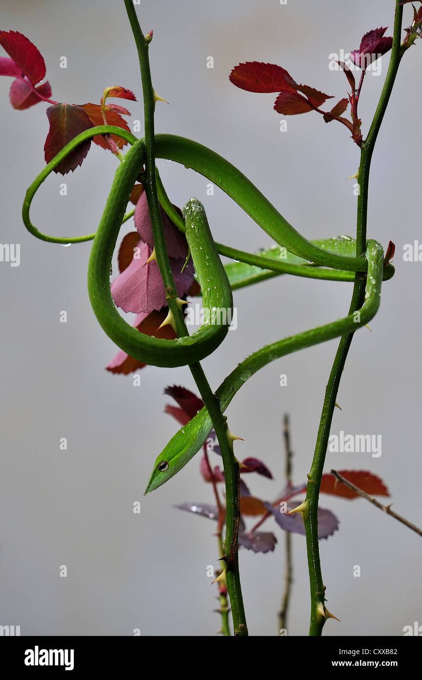 Curled snake hi-res stock photography and images - Alamy