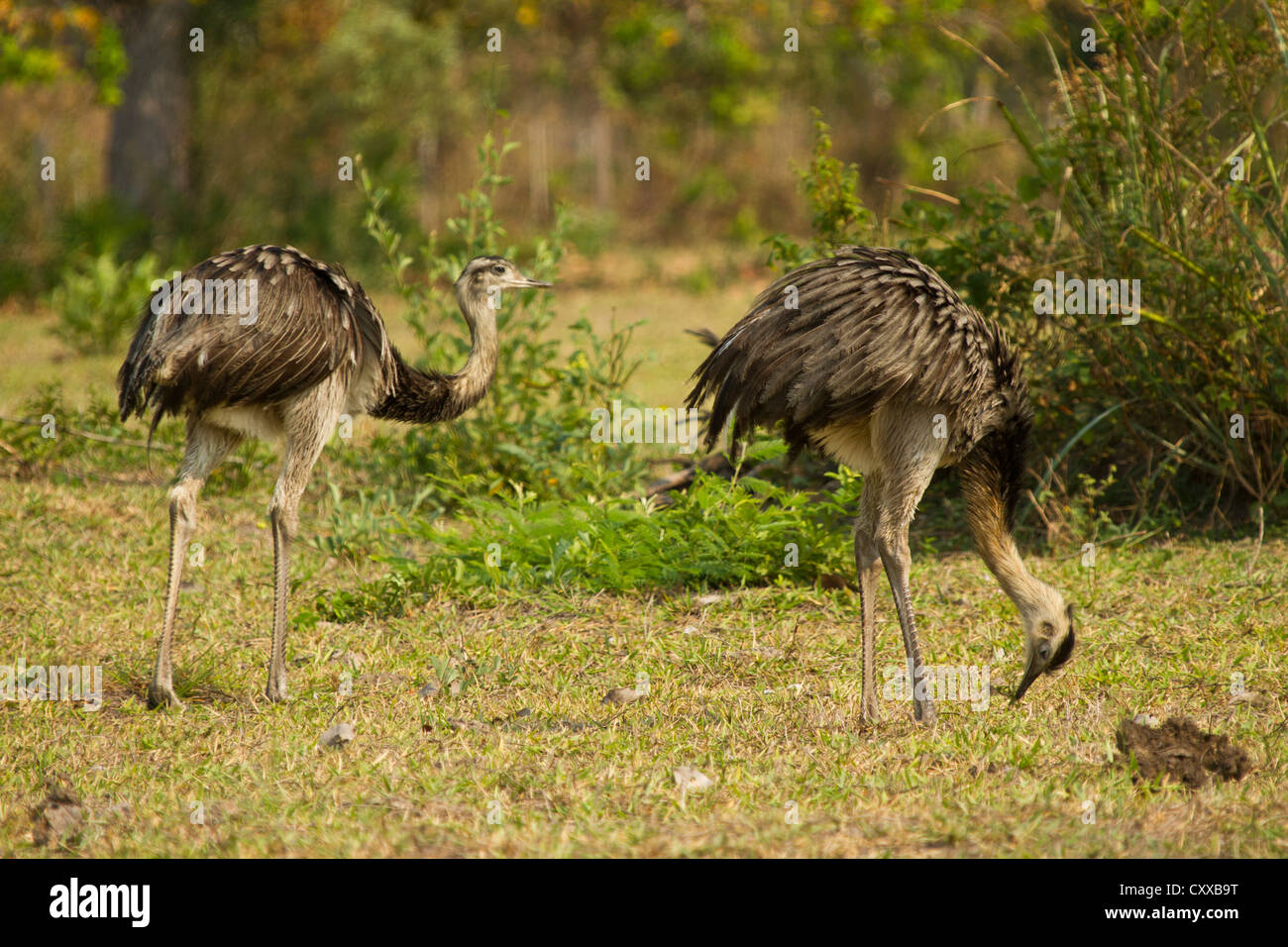 Greater Rhea (Rhea americana Stock Photo - Alamy