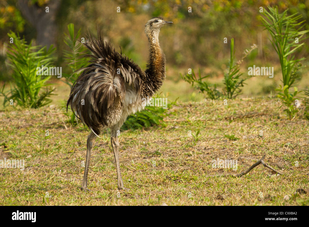 Greater Rhea (Rhea americana Stock Photo - Alamy