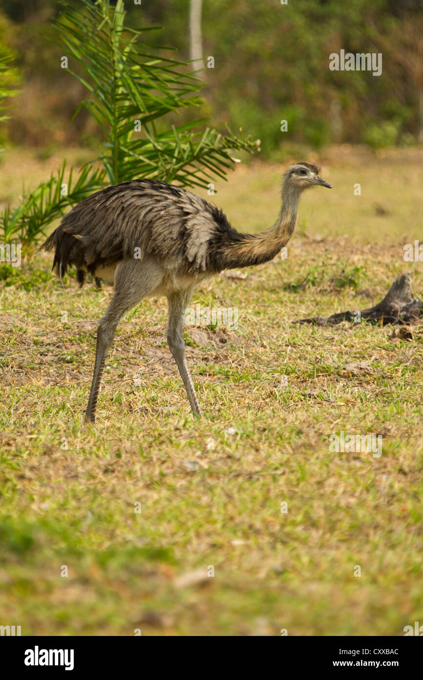 Greater Rhea (Rhea americana Stock Photo - Alamy