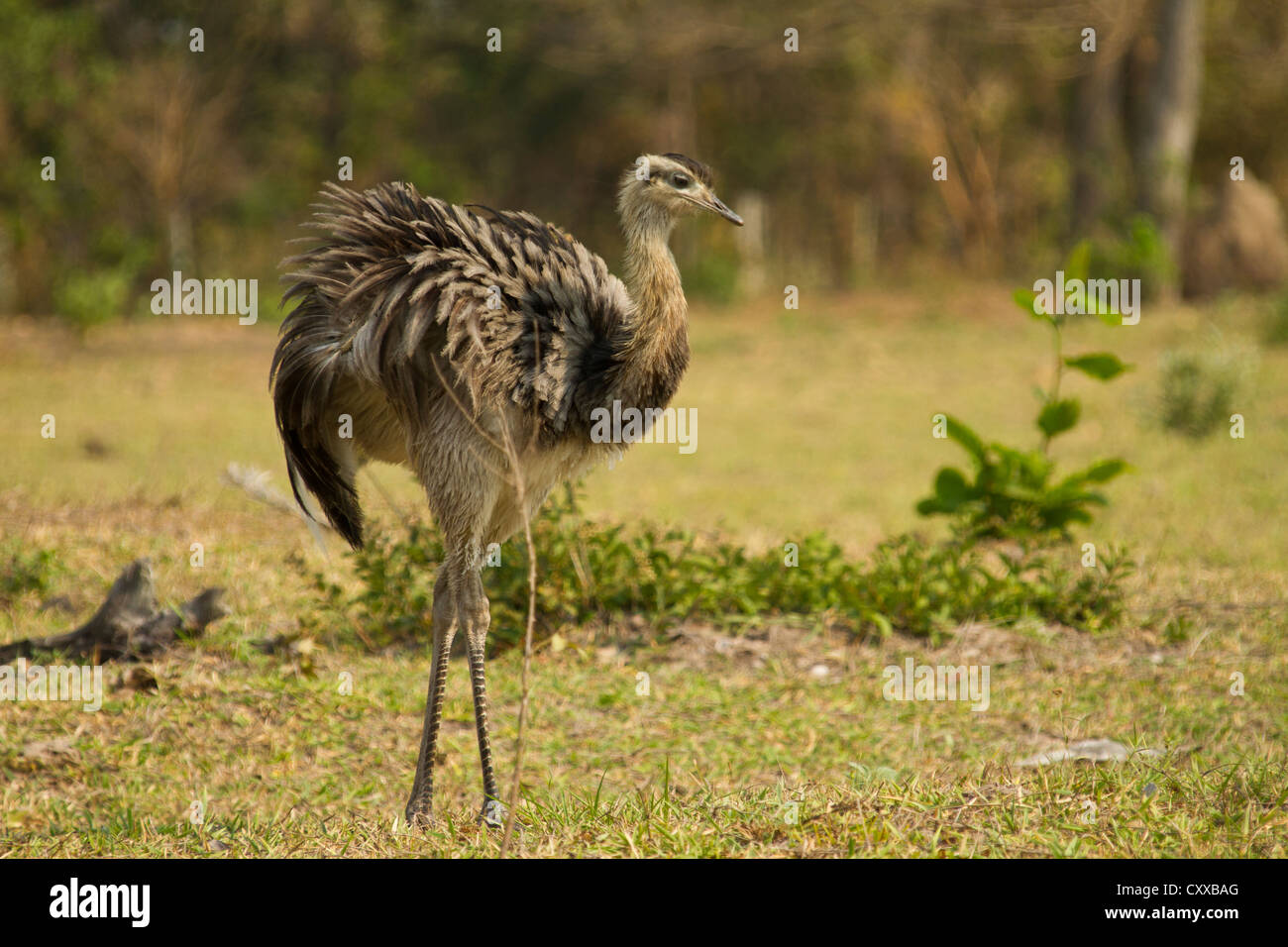 Greater Rhea (Rhea americana Stock Photo - Alamy