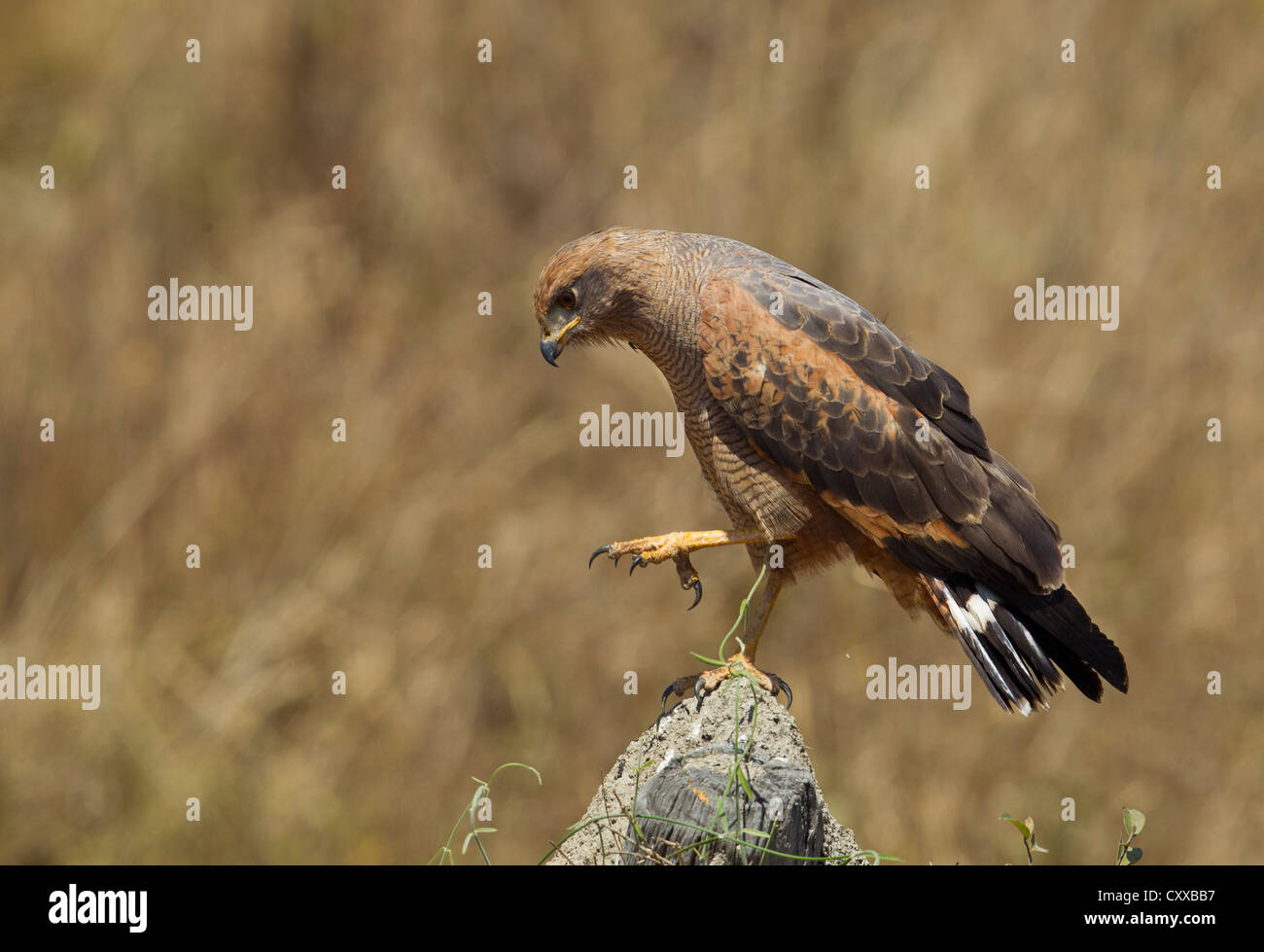 Savanna hawk hi-res stock photography and images - Alamy