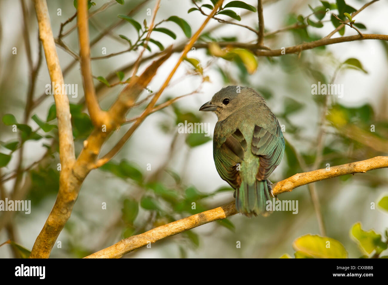 Sayaca Tanager (Thraupis sayaca Stock Photo - Alamy